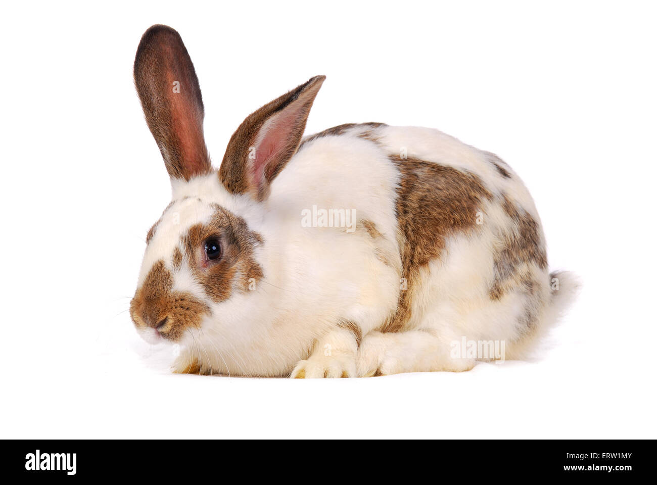 Rabbit farming Cut Out Stock Images & Pictures - Alamy
