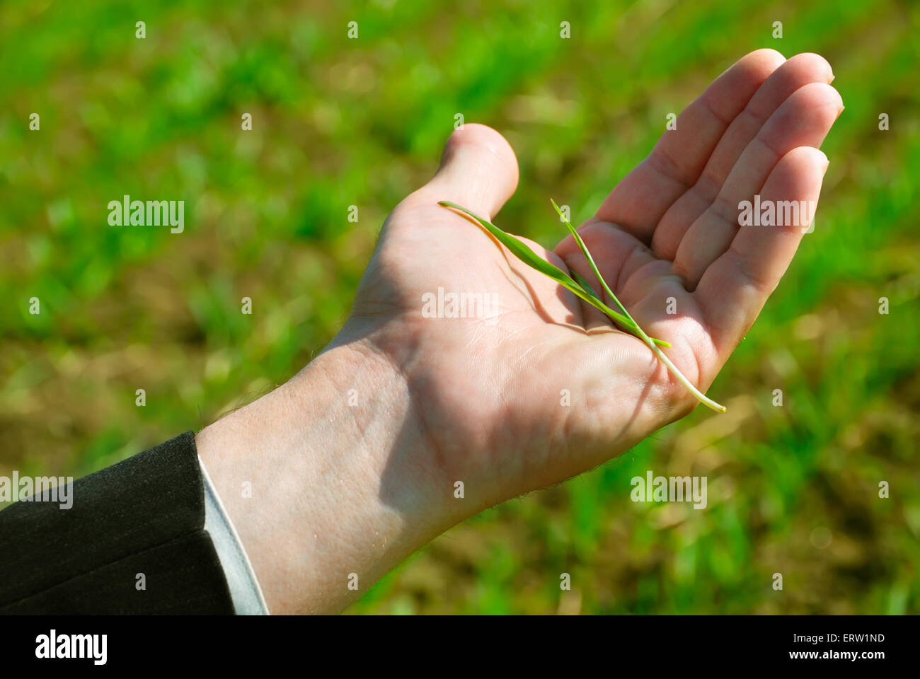 The man's hand hold a green grass Stock Photo - Alamy