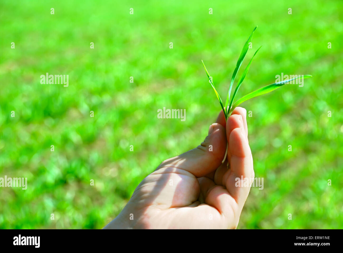 Mans hand holds green hi-res stock photography and images - Alamy