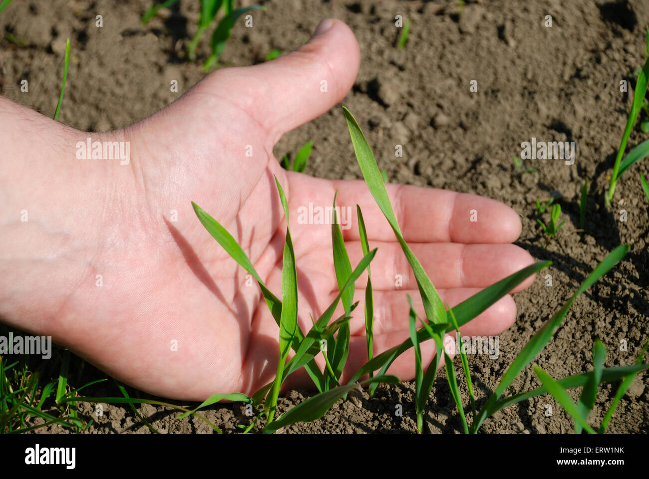 The man's hand protects a live grass Stock Photo - Alamy