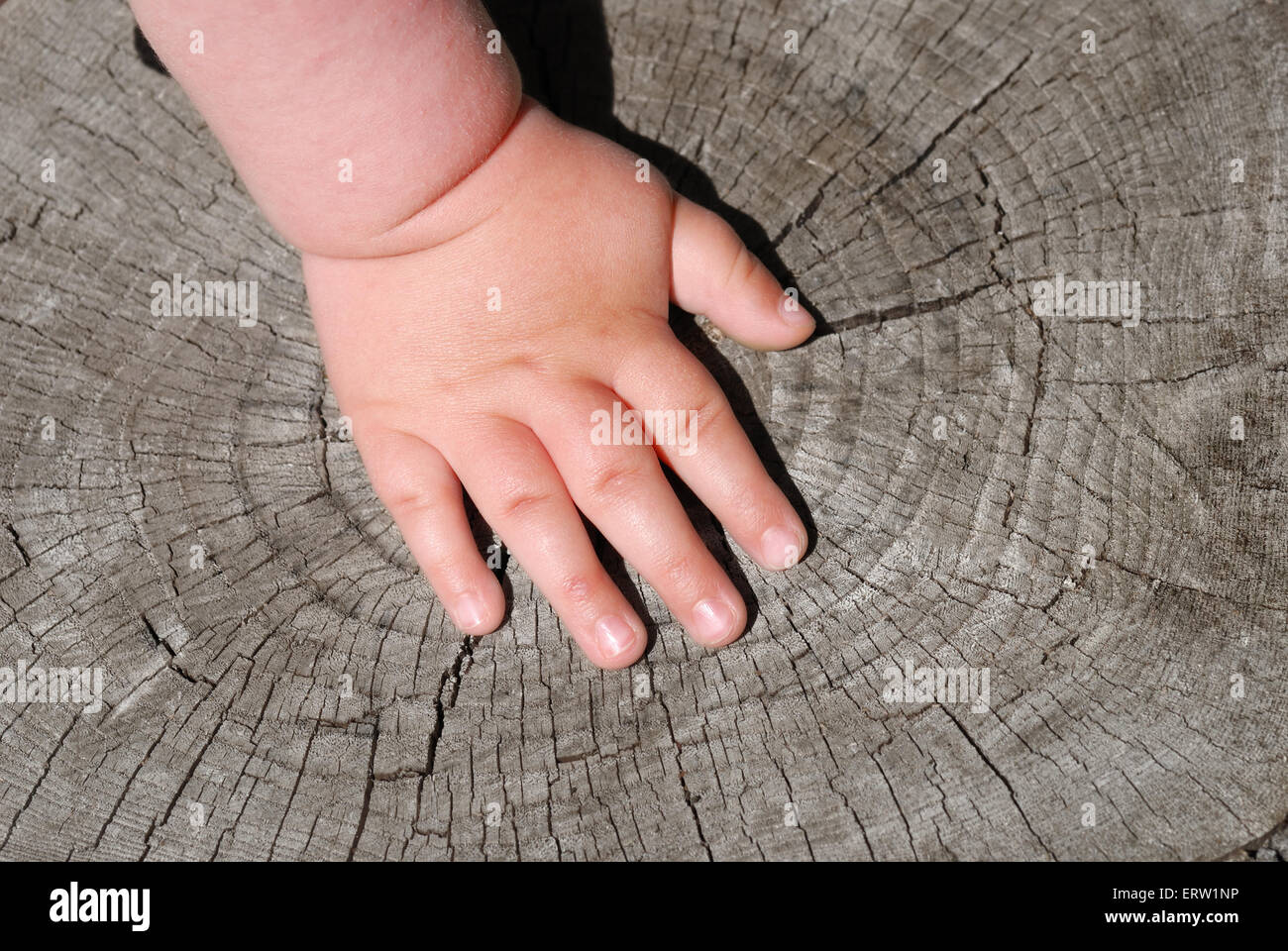 Children's hand is located on an old stump Stock Photo - Alamy