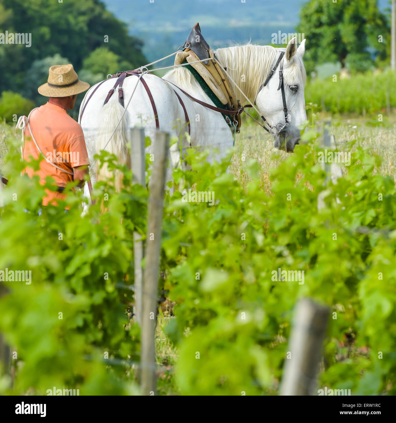 Horse saint emi hi-res stock photography and images - Alamy