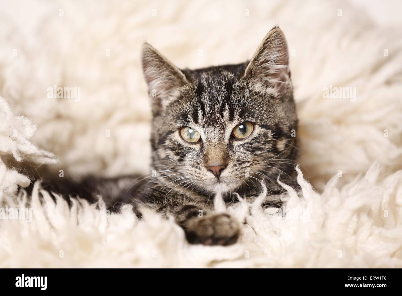 Young domestic cat felis hi-res stock photography and images - Alamy
