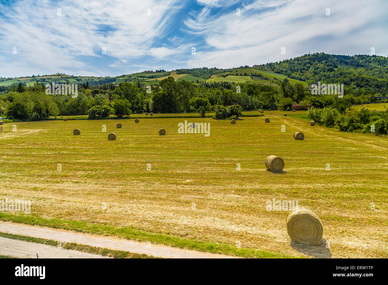 yellow round hay bales spread in cultivated fields in the Italian ...
