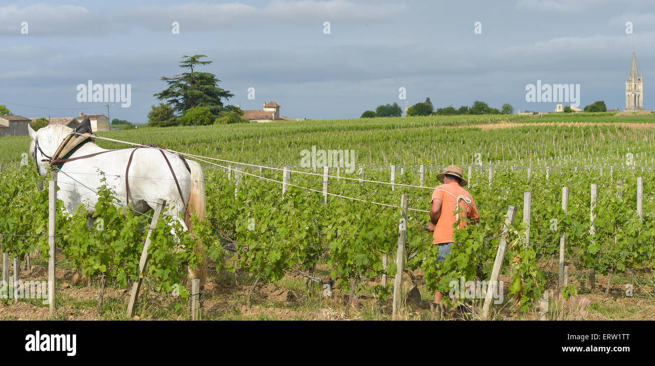 Labour vineyard draft horse hi-res stock photography and images - Alamy