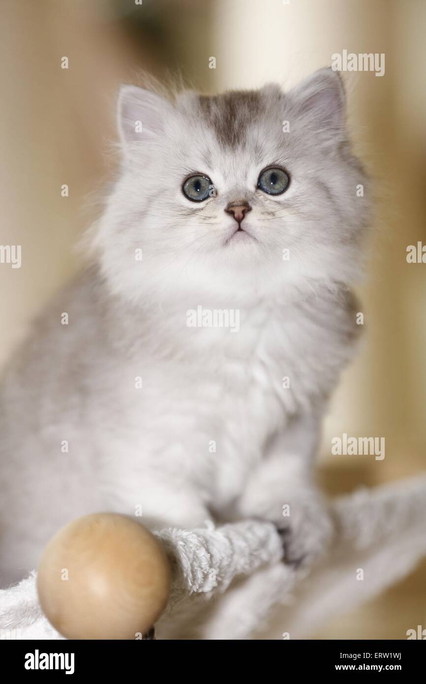 British longhair cat highlander hi-res stock photography and images - Alamy