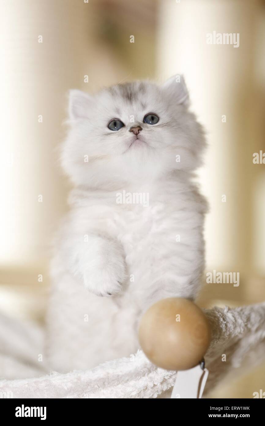 Female with kitten sleeping hi-res stock photography and images - Alamy