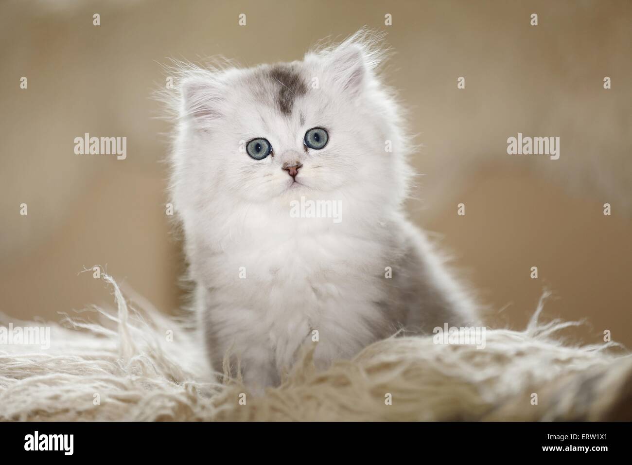 Indoor longhair grey cat hi-res stock photography and images - Alamy