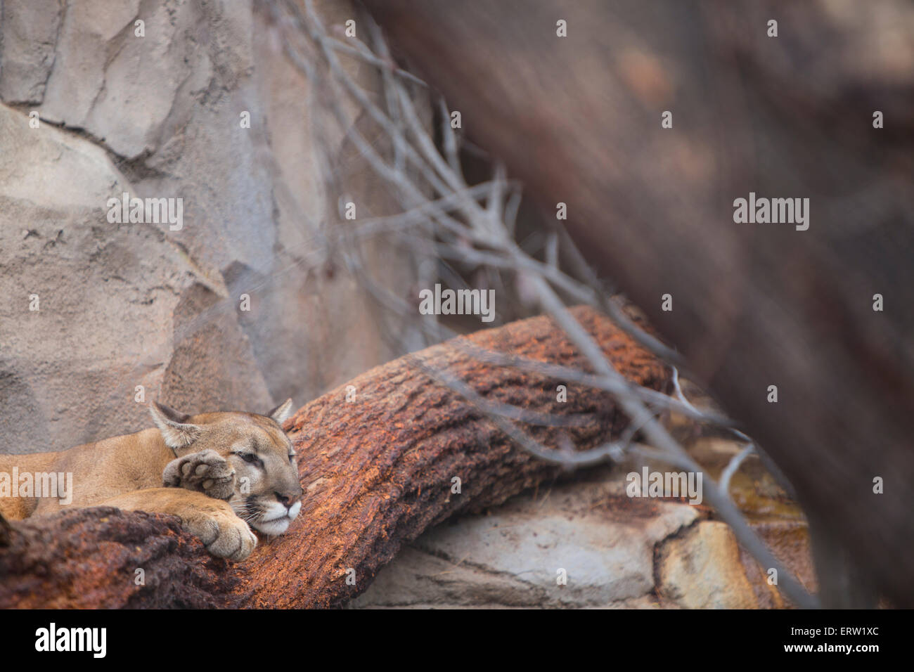 Lioness laying in a tree Stock Photo - Alamy