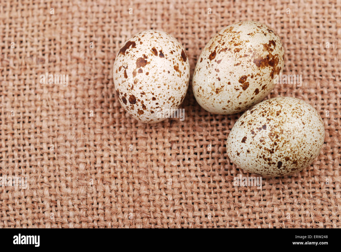 Photo of the quail egg on rough sackcloth Stock Photo - Alamy