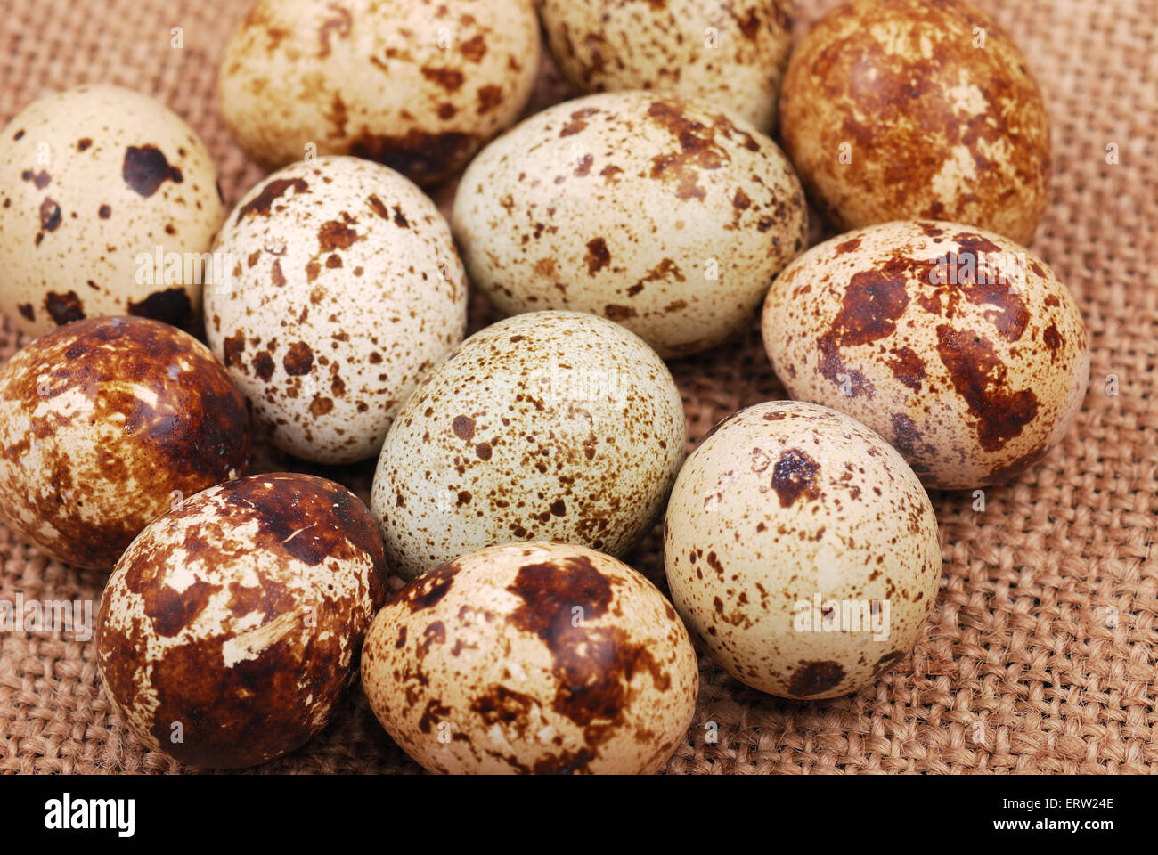Photo of the quail egg on rough sackcloth Stock Photo - Alamy