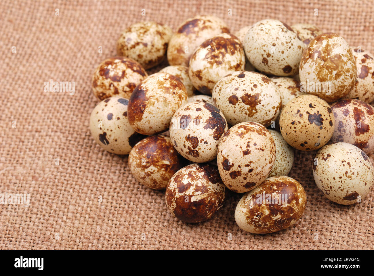 Photo of the quail egg on rough sackcloth Stock Photo - Alamy