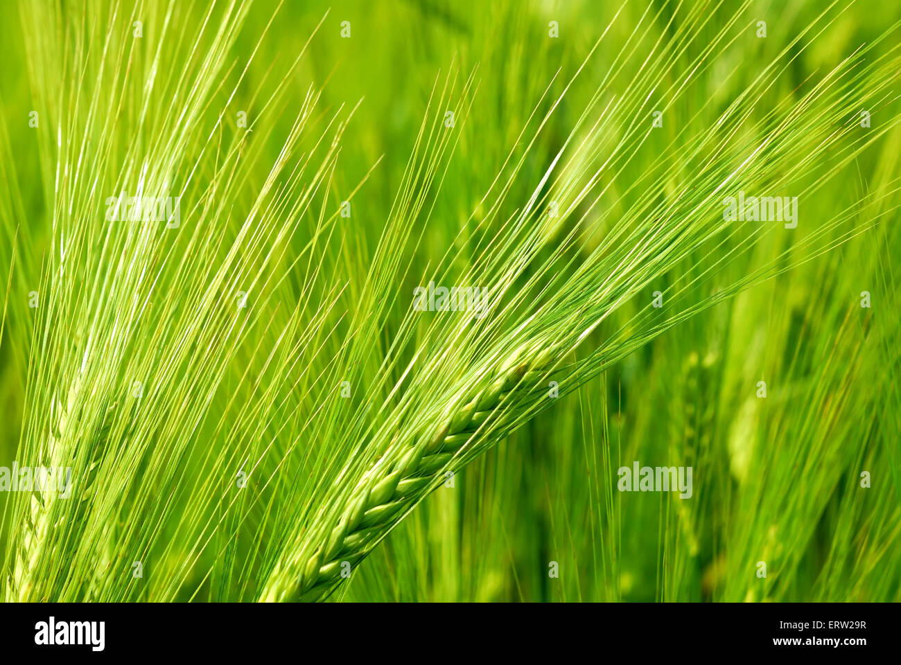 Background from young vegetation corn field Stock Photo - Alamy