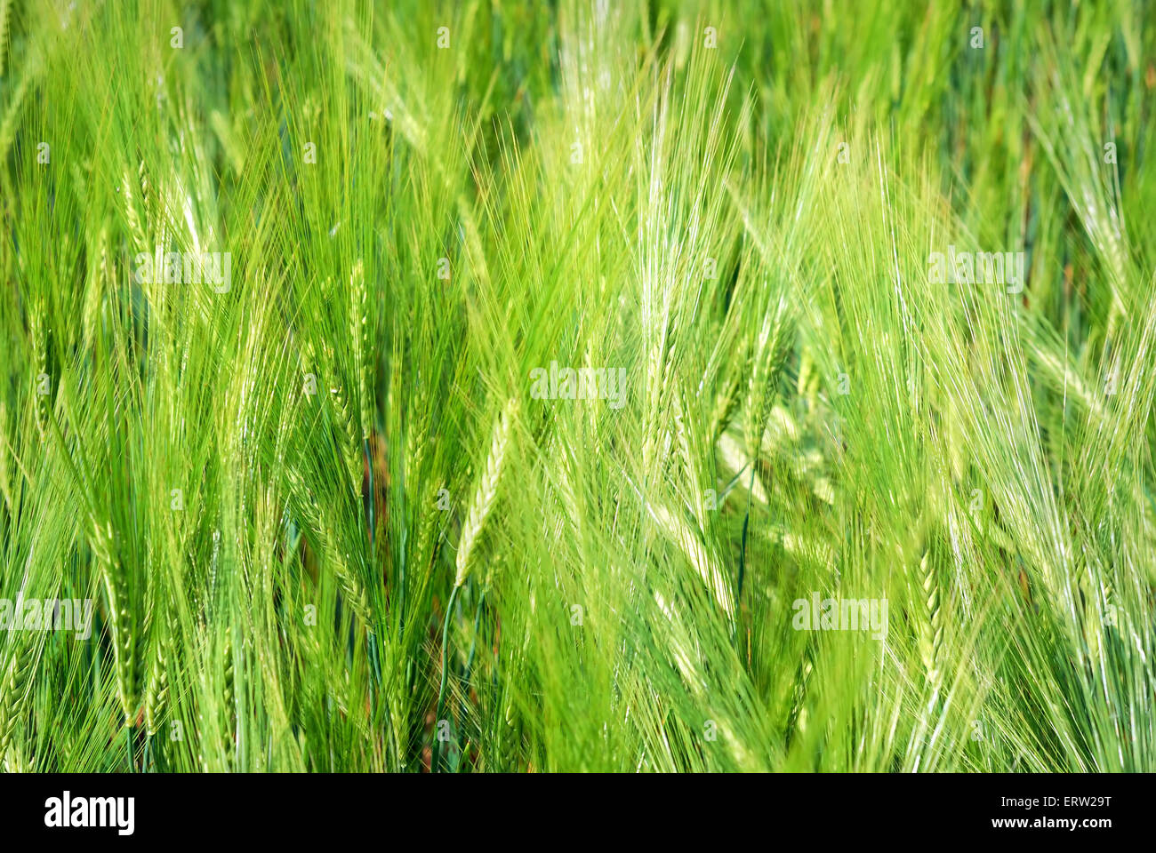 Background from young vegetation corn field Stock Photo - Alamy