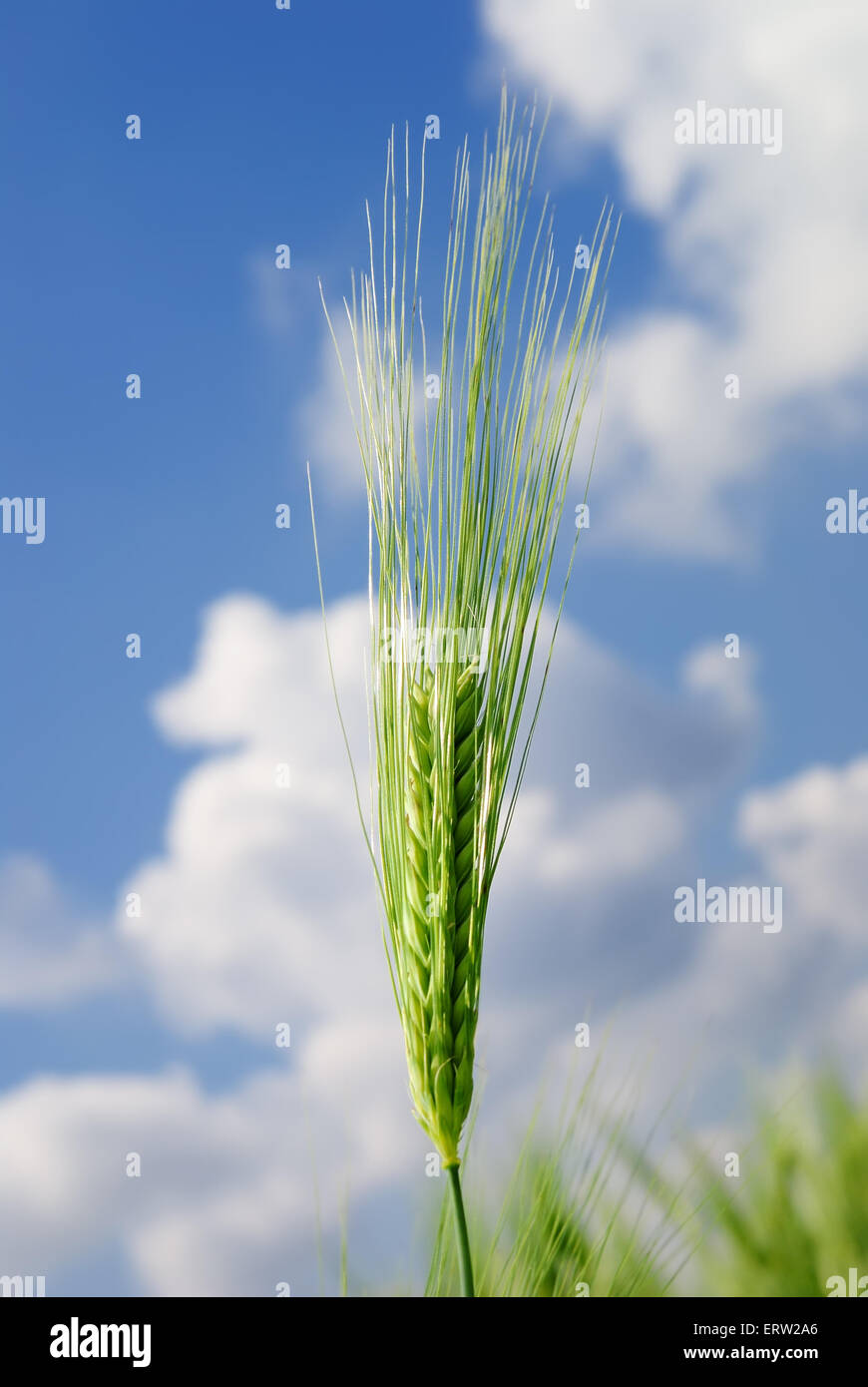 Background from young vegetation corn field Stock Photo - Alamy