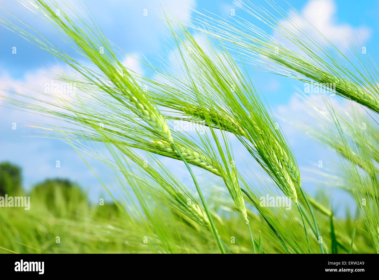 Background from young vegetation corn field Stock Photo - Alamy