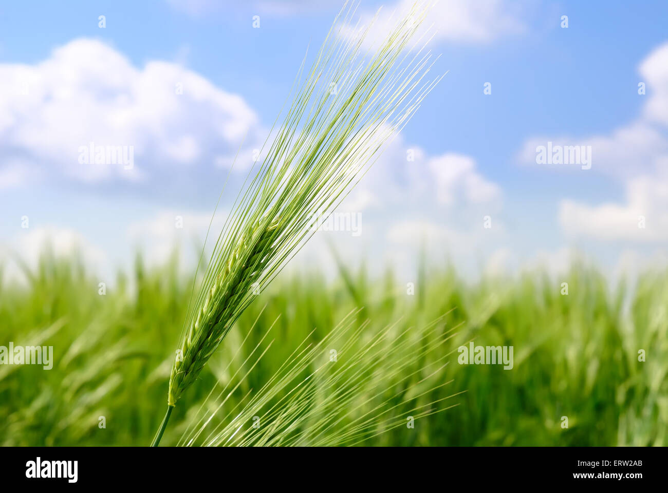 Background from young vegetation corn field Stock Photo - Alamy