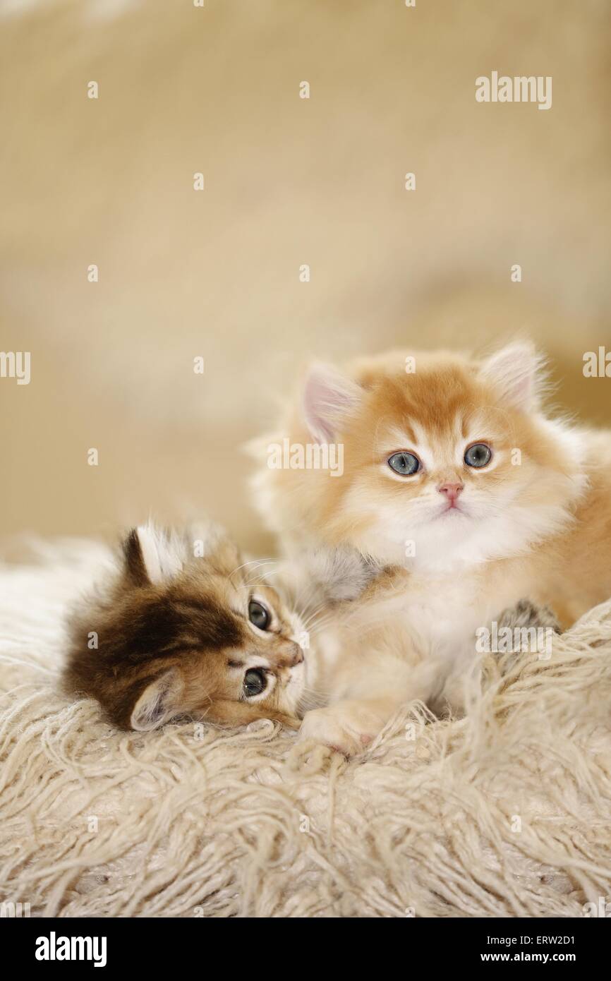 Highlander cat red hi-res stock photography and images - Alamy