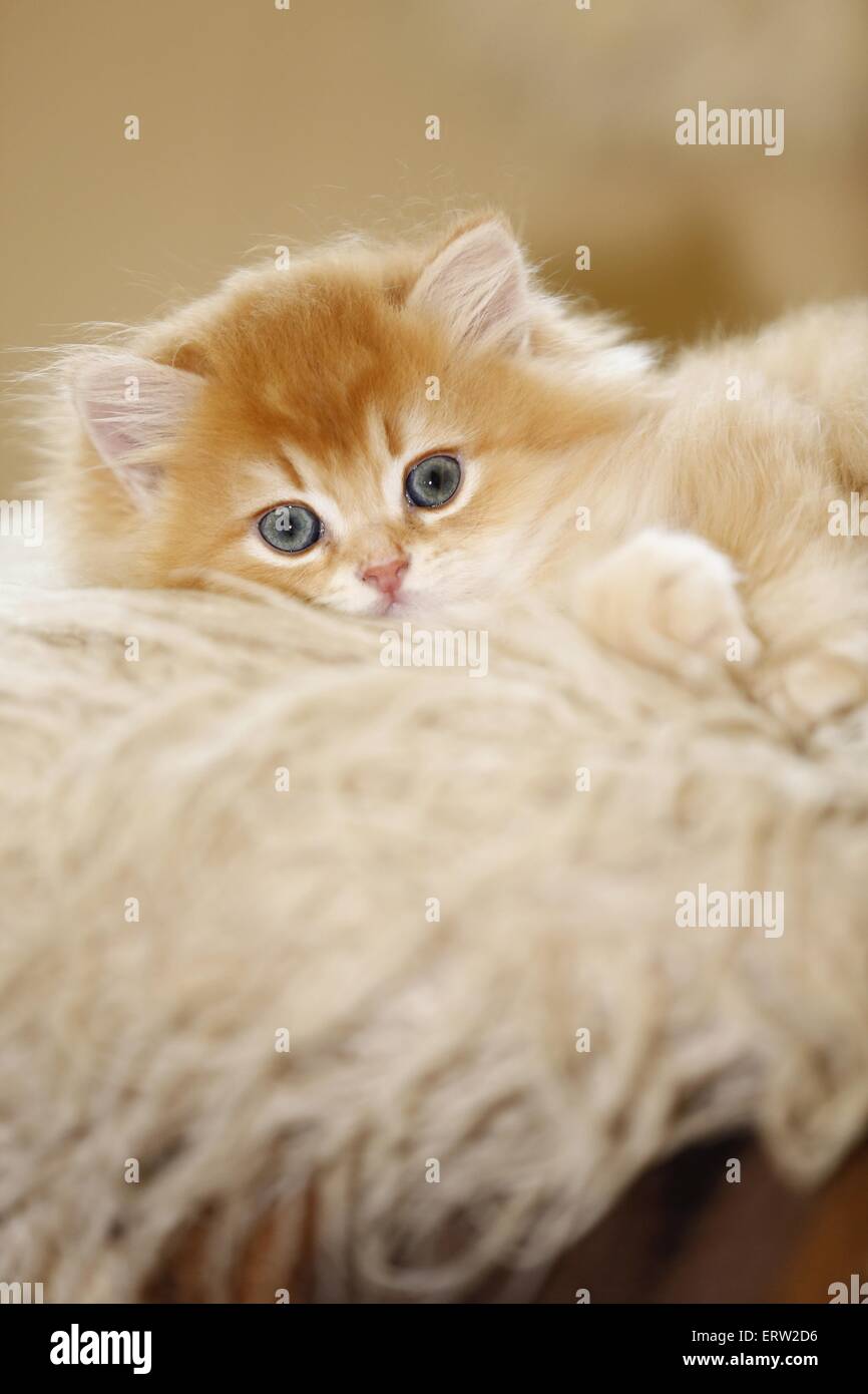 Highlander cat red hi-res stock photography and images - Alamy