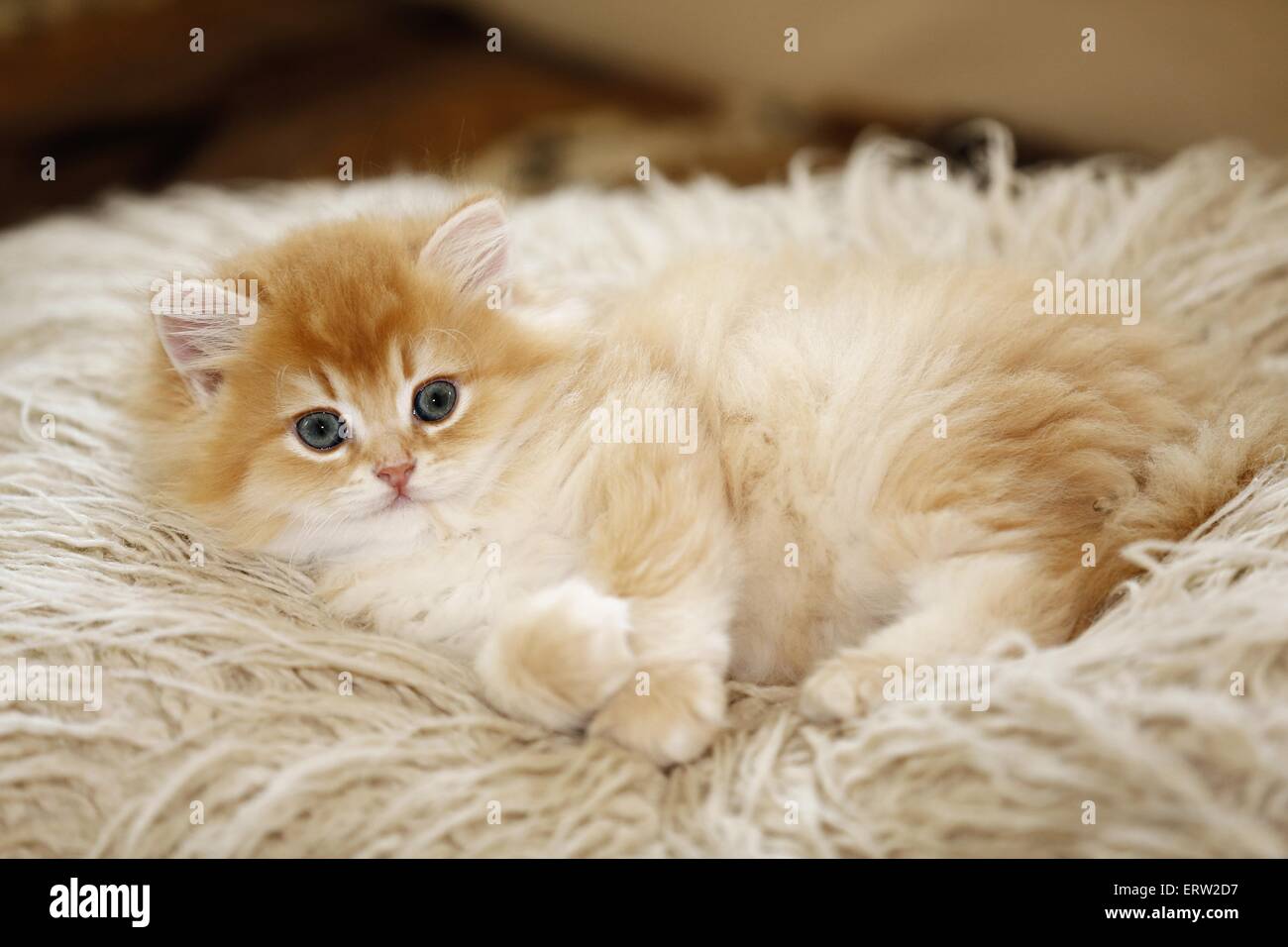 Highlander cat red hi-res stock photography and images - Alamy