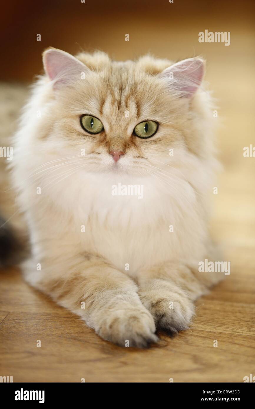 British Longhair Highlander Lying High Resolution Stock Photography and ...