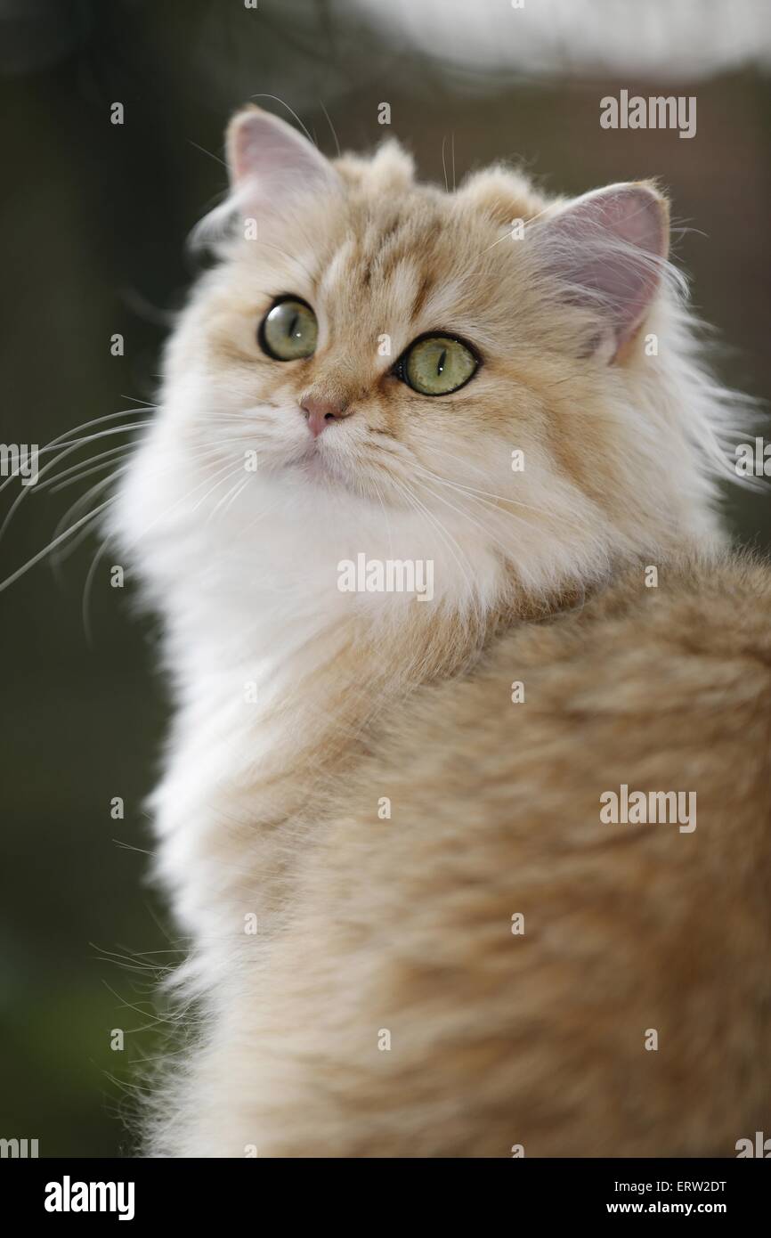 One british longhair highlander hi-res stock photography and images - Alamy