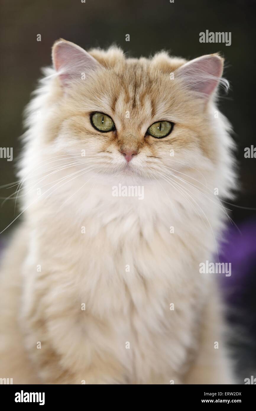 British longhair cat highlander hi-res stock photography and images - Alamy