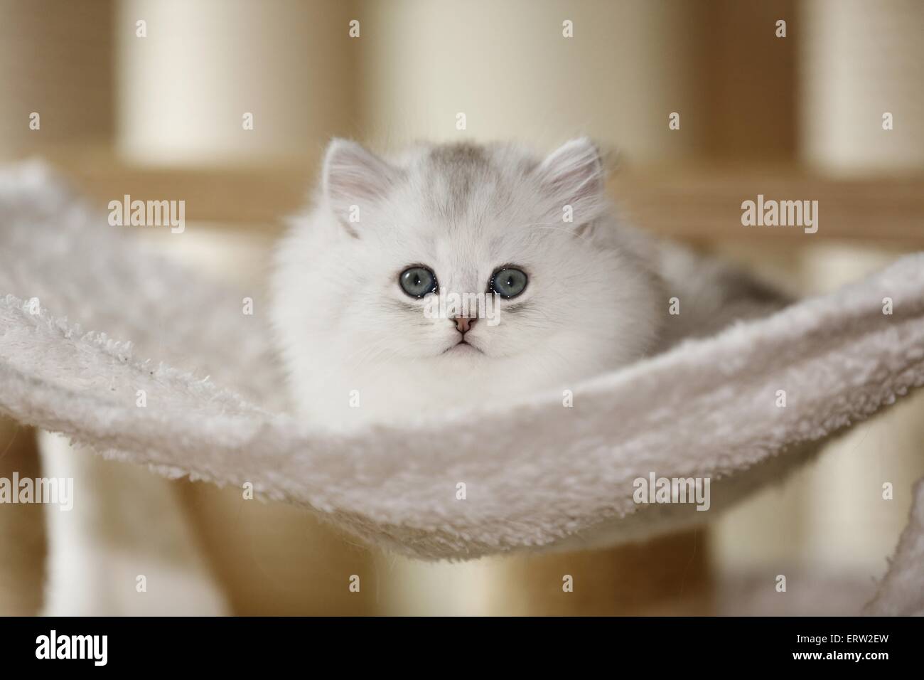 Highlander kitten hi-res stock photography and images - Alamy