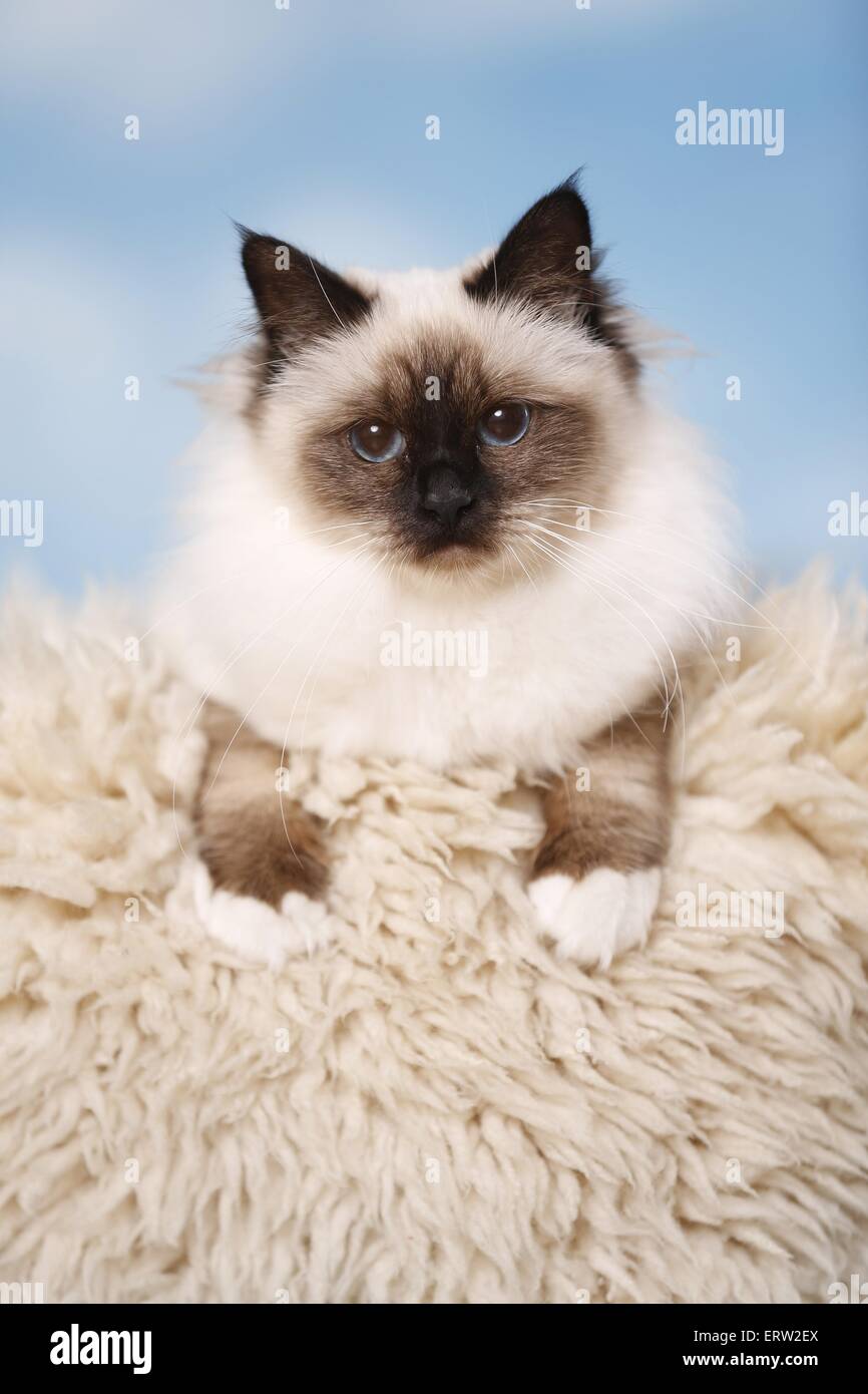 Sacred lies hi-res stock photography and images - Alamy