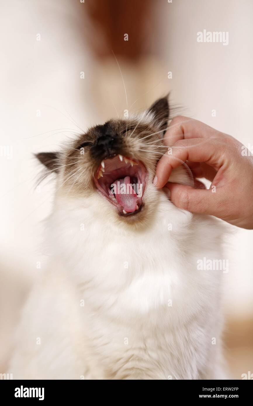 sacred Birman Portrait Stock Photo - Alamy