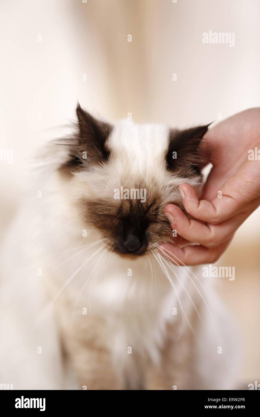 sacred Birman Portrait Stock Photo - Alamy