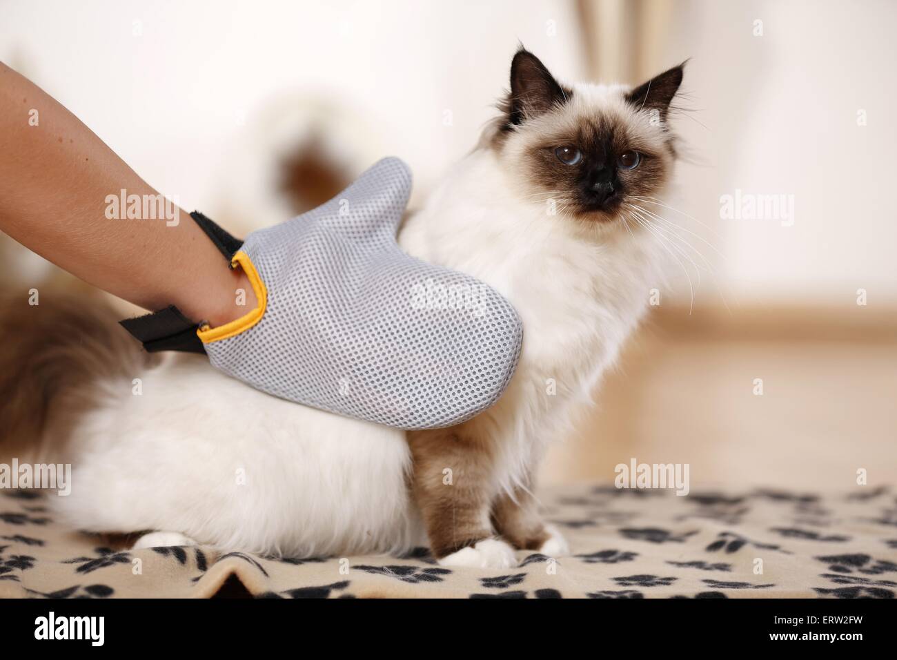 sitting sacred Birman Stock Photo - Alamy