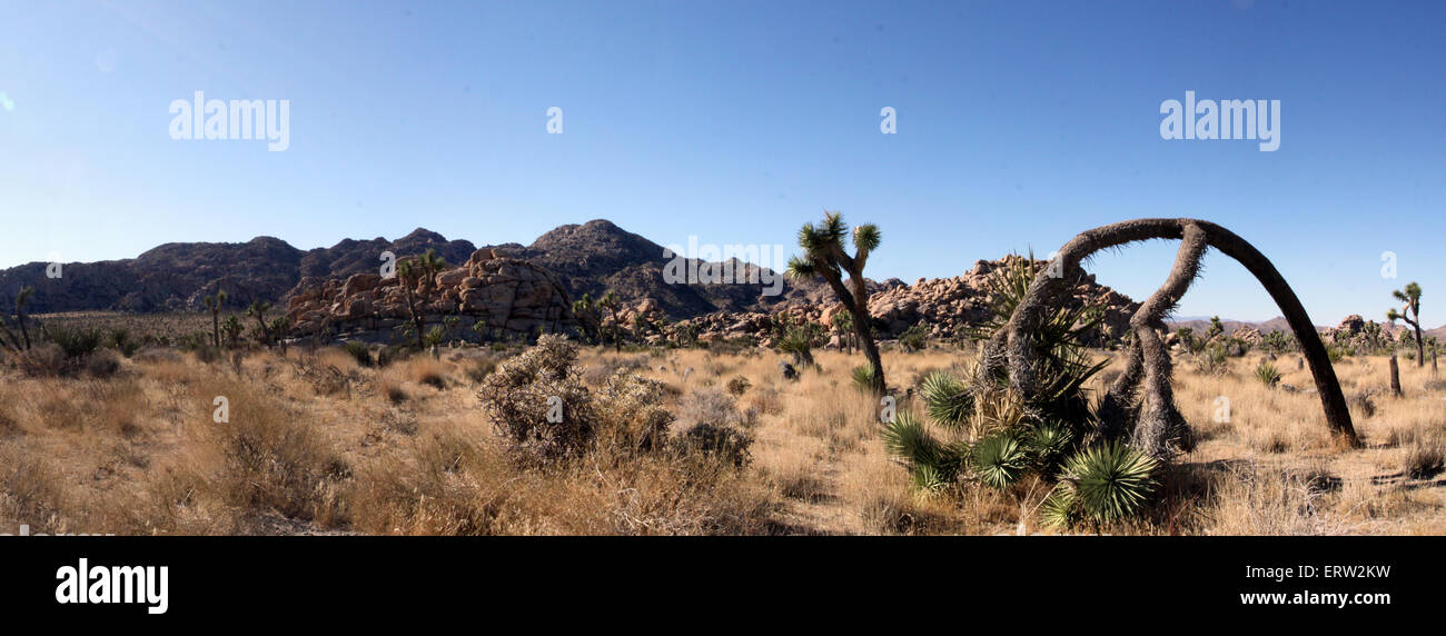 Panorama - Joshua Tree State Park Stock Photo - Alamy