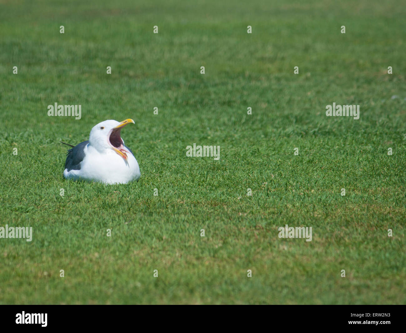 Gull yawning hi-res stock photography and images - Alamy
