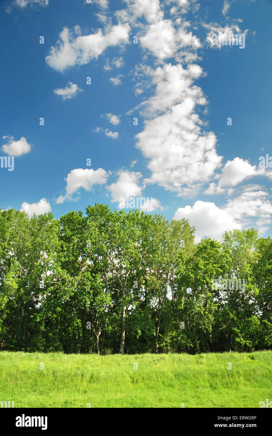 Summer landscape. Green trees on blue sky background Stock Photo - Alamy