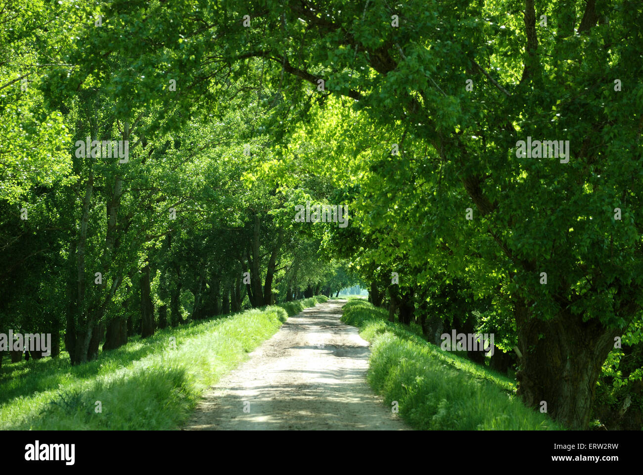 The sun shines through trees on road Stock Photo - Alamy