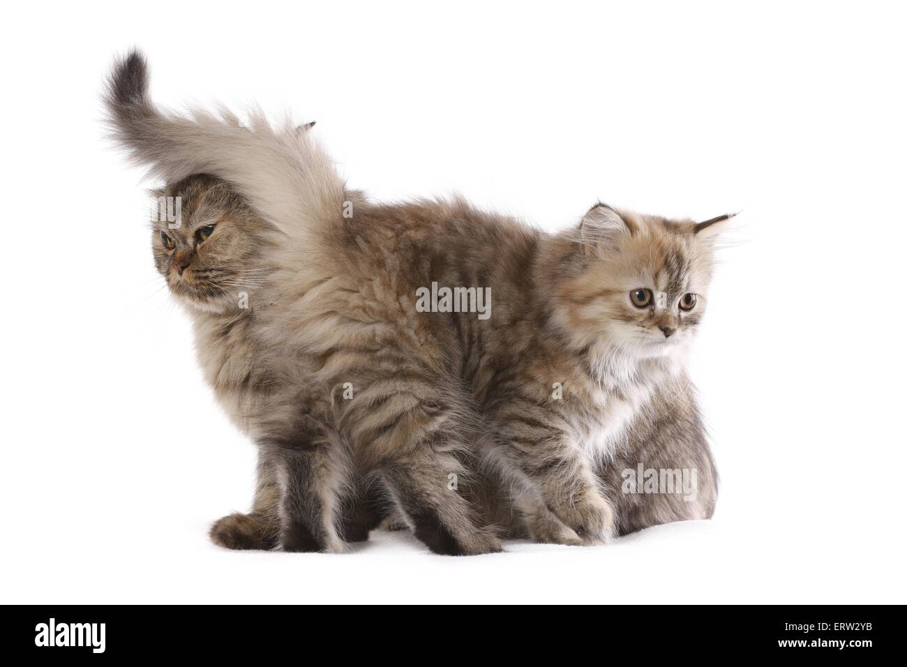 Highlander 2 hi-res stock photography and images - Alamy