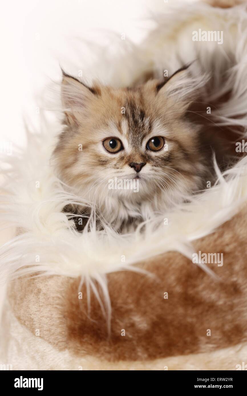 Place of the kitten hi-res stock photography and images - Alamy