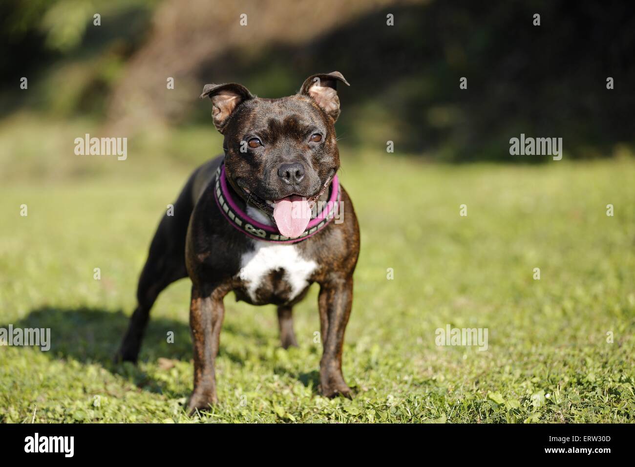standing Staffordshire Bullterrier Stock Photo - Alamy