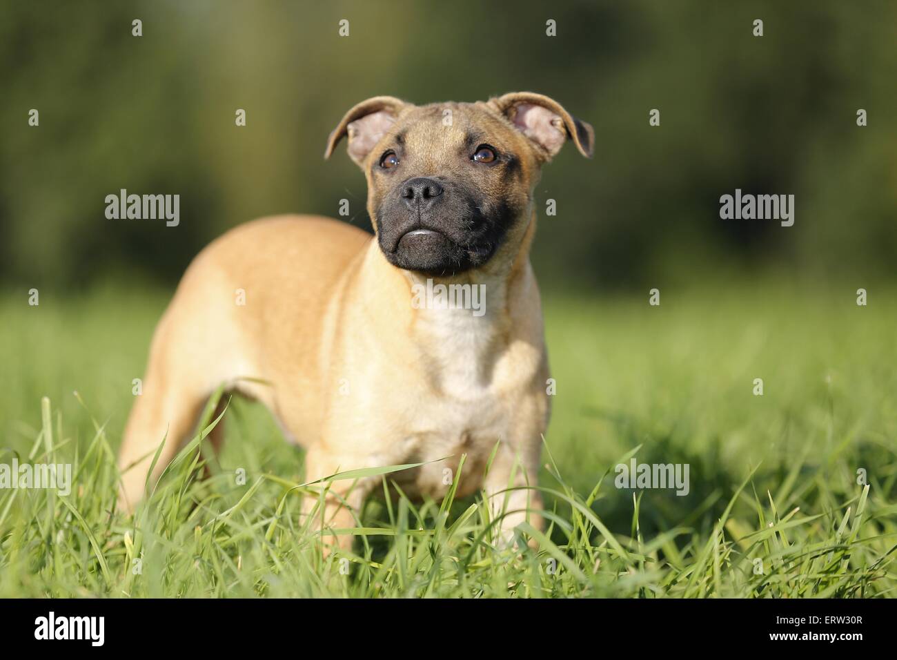 standing Staffordshire Bullterrier Stock Photo - Alamy
