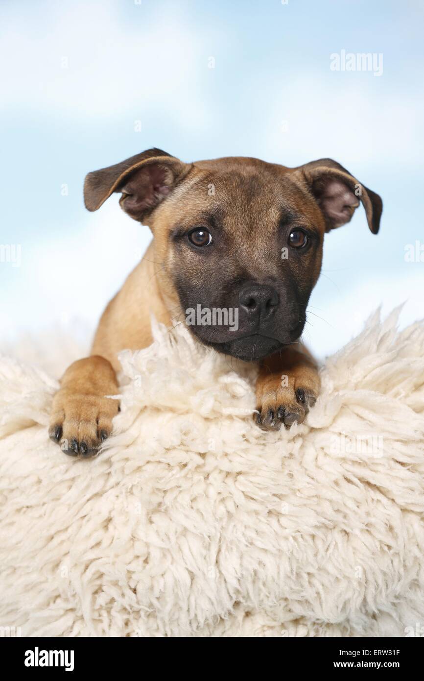 Cute staff dog hi-res stock photography and images - Alamy
