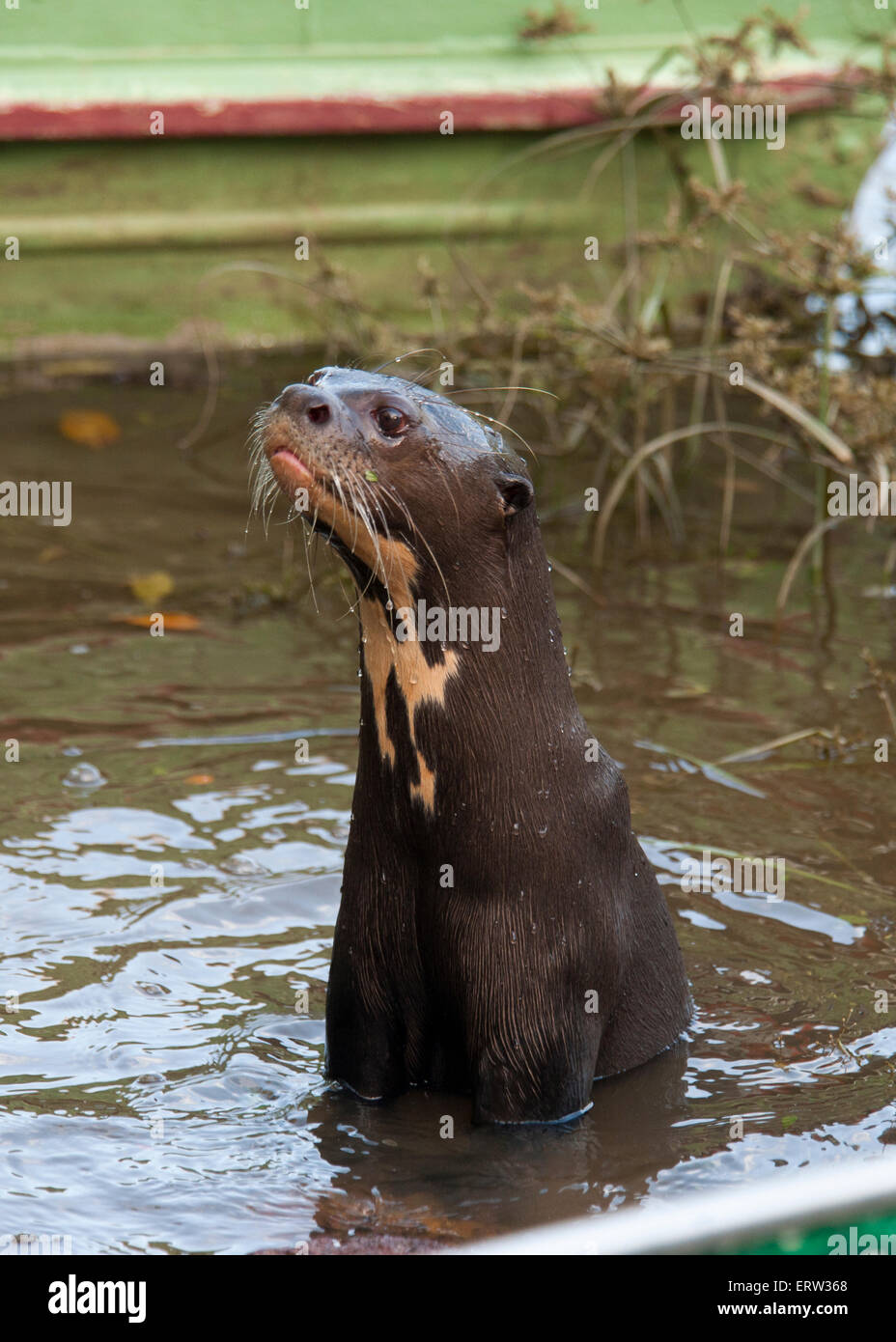 Giant Otter in Guyana Stock Photo - Alamy