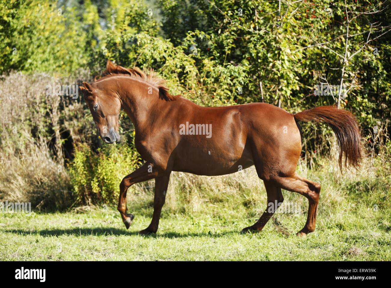 Land riding grass hi-res stock photography and images - Alamy