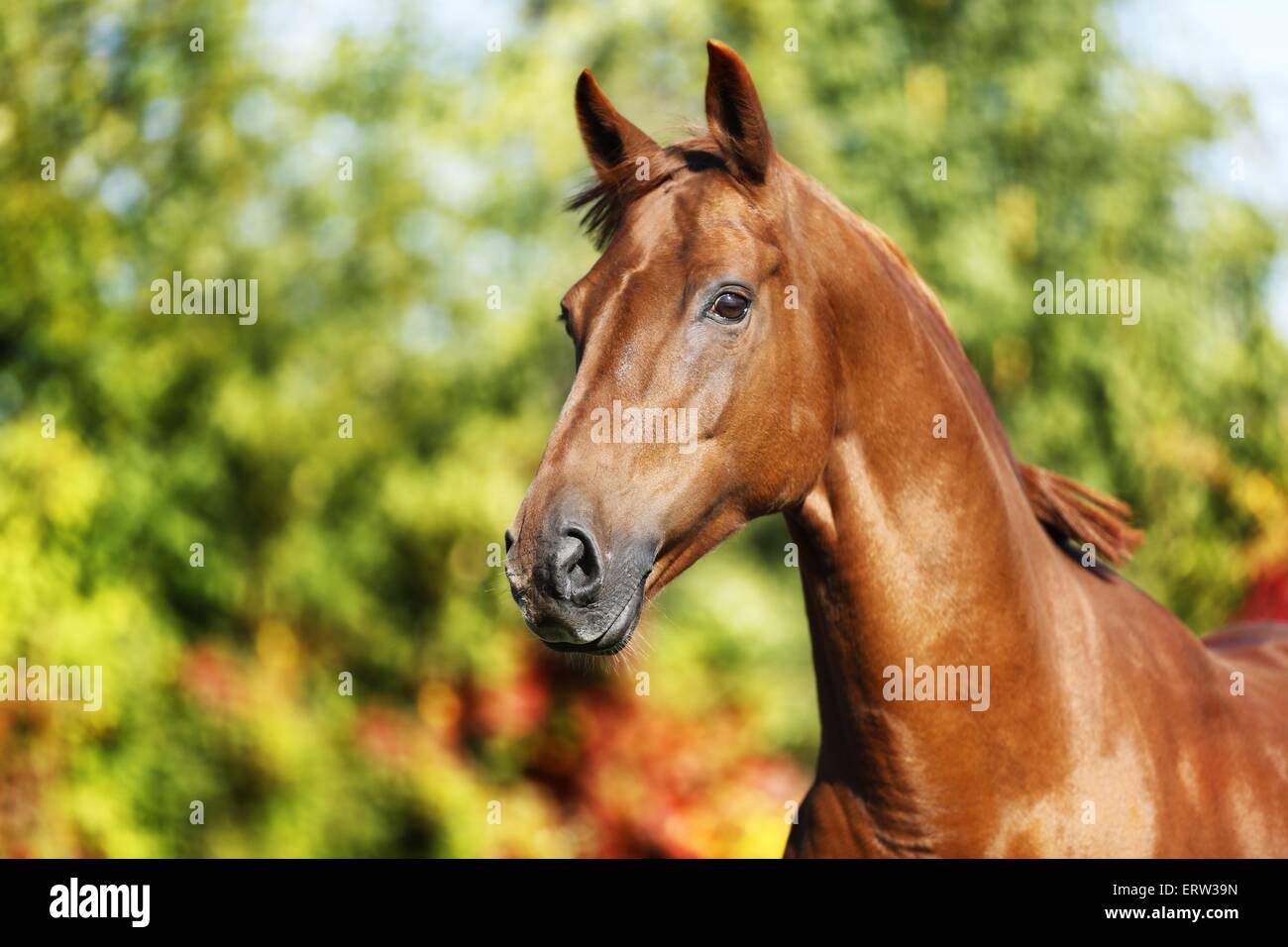 Fall horse riding hi-res stock photography and images - Alamy