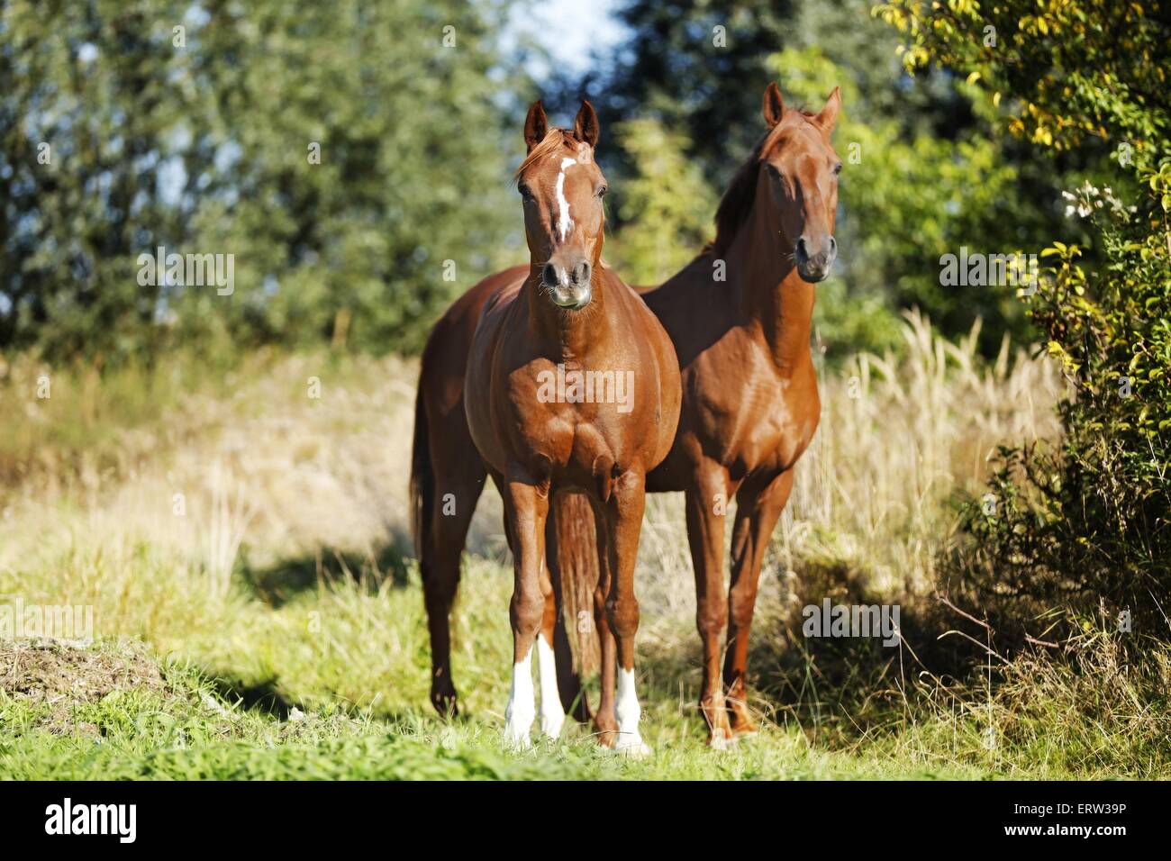 Arab horse frontal hi-res stock photography and images - Alamy