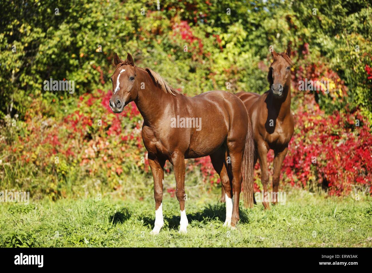 Arab horses hi-res stock photography and images - Alamy