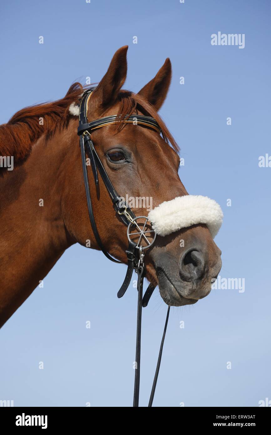 woman with horse Stock Photo - Alamy