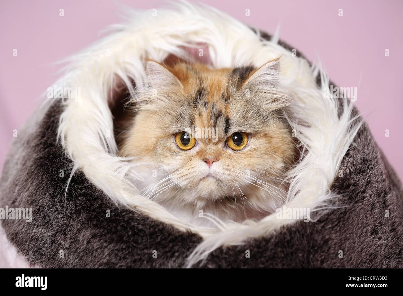 Tortoiseshell persian cats hi-res stock photography and images - Alamy