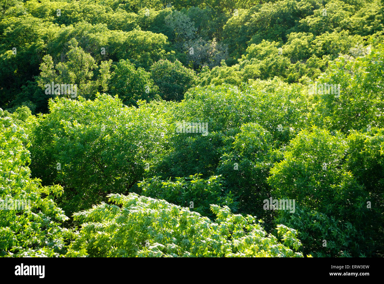 Background from leaves of tops of trees Stock Photo - Alamy