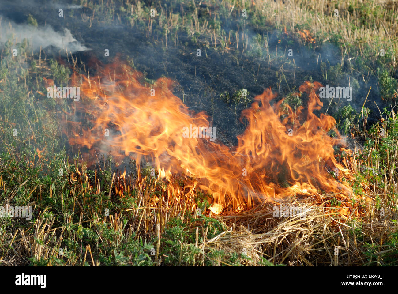 Big red fire in the dry grass field Stock Photo - Alamy